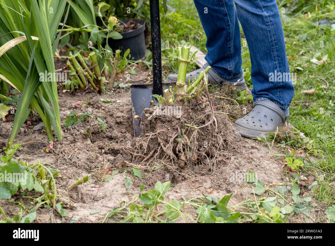dahlia tubers just lifted for overwintering Stock Photo - Alamy