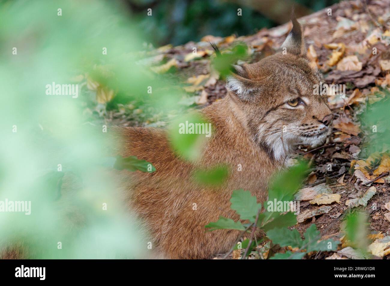 Largest lynx hi-res stock photography and images - Alamy