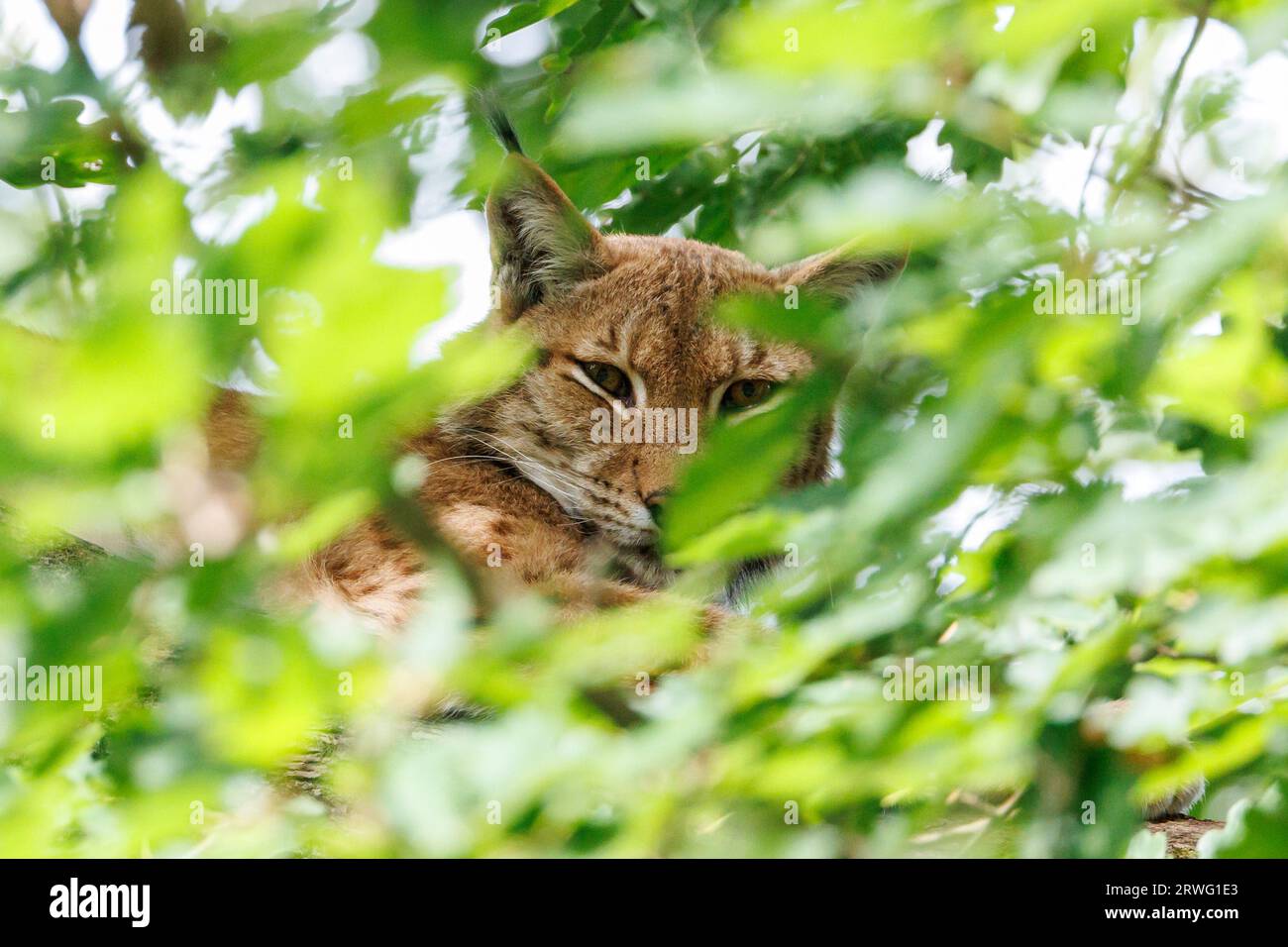 Largest lynx hi-res stock photography and images - Alamy