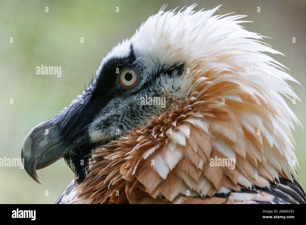 19 September 2023, Bavaria, Nuremberg: A bearded vulture (Gypaetus ...