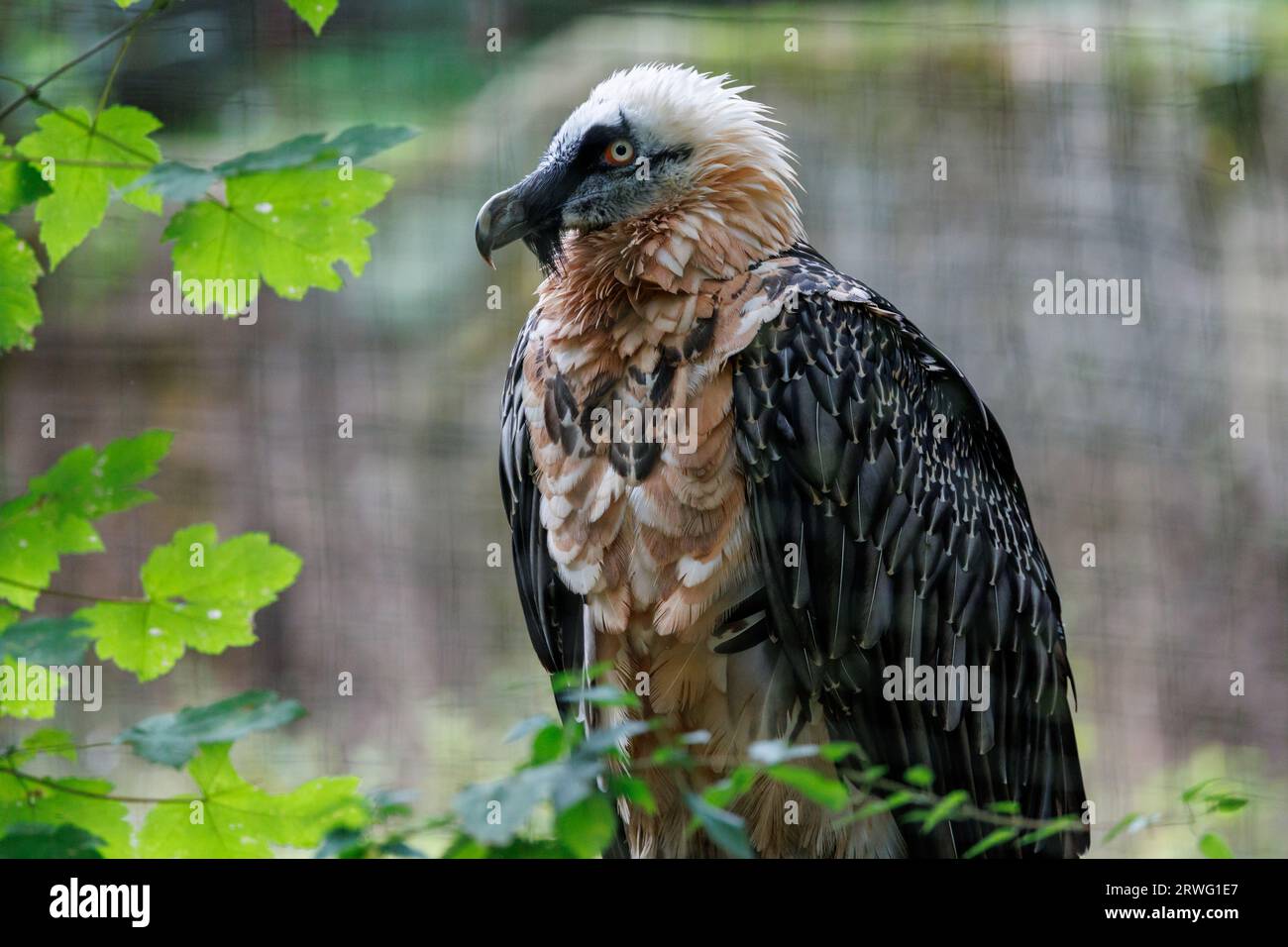 19 September 2023, Bavaria, Nuremberg: A bearded vulture (Gypaetus ...