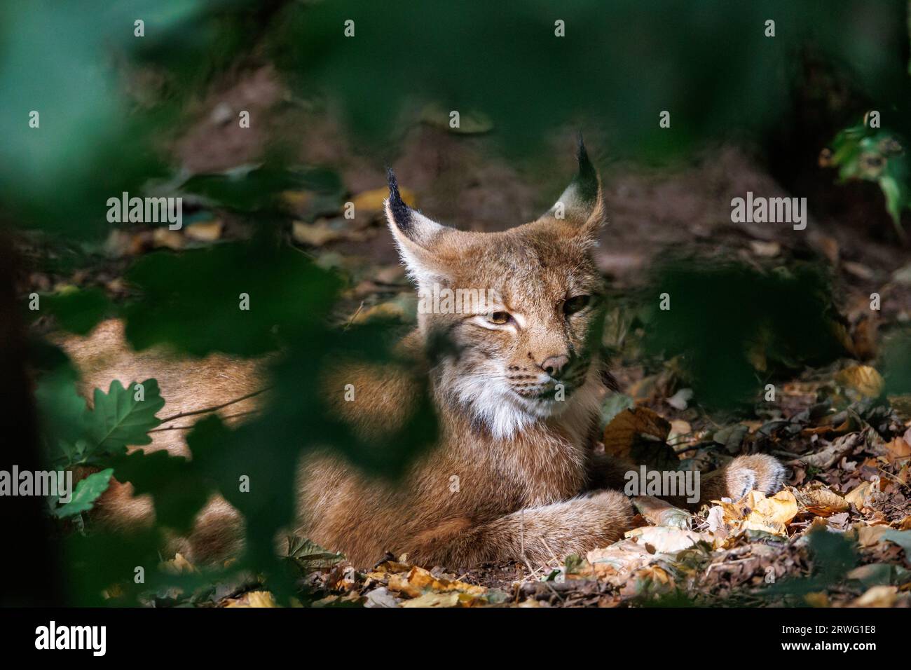 Largest lynx hi-res stock photography and images - Alamy