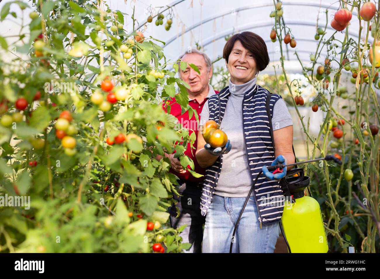 Cheerful older couple applying insecticide spray on tomatoes in ...