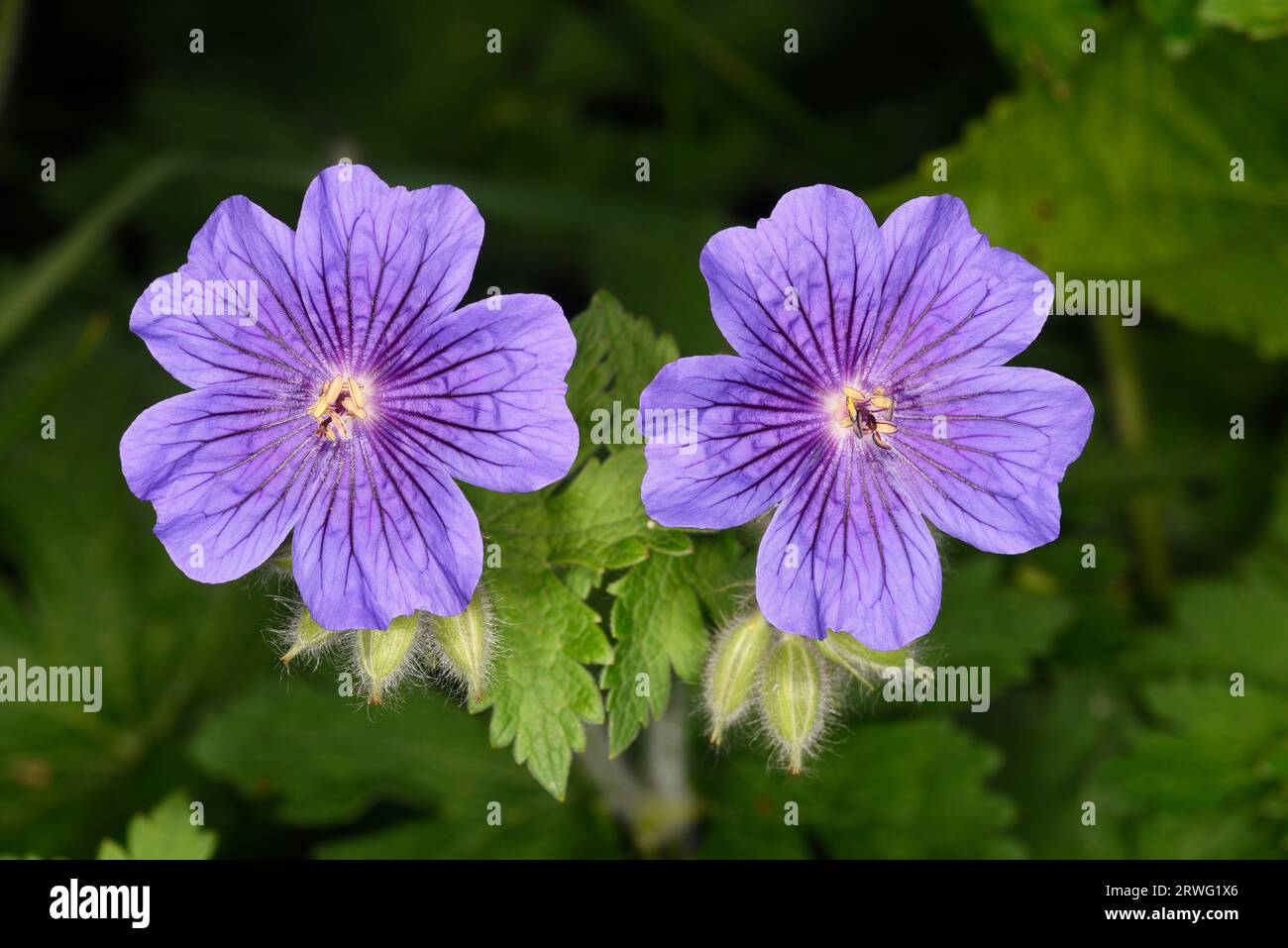 Wild Geranium (Geranium maculatum) growing wild, Herefordshire, England ...
