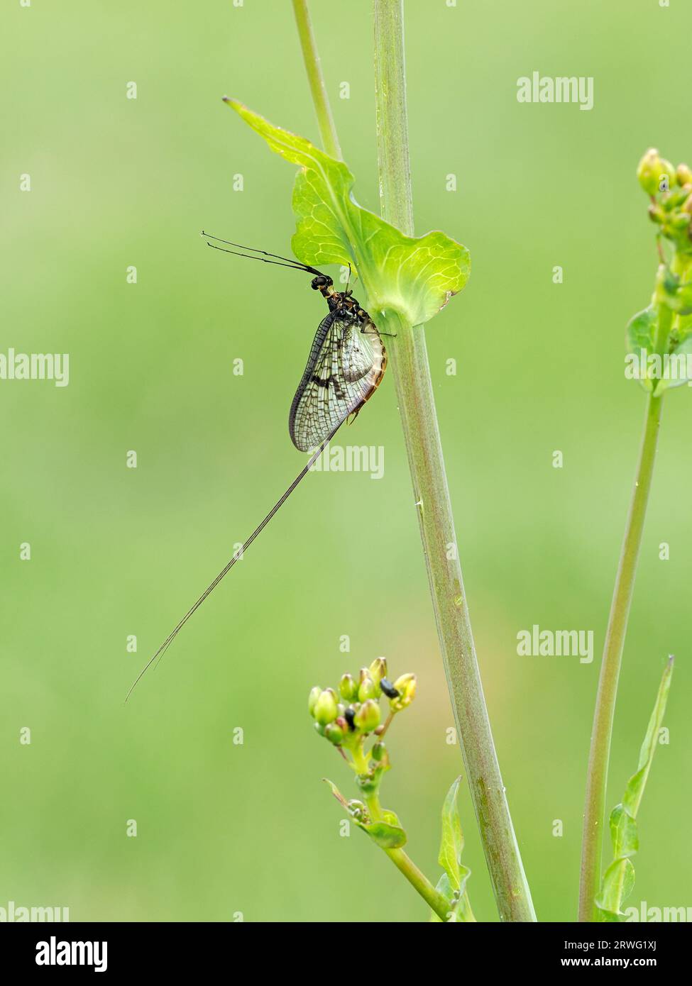 Common Mayfly (Ephemeroptera) adult at rest in plant stem ...