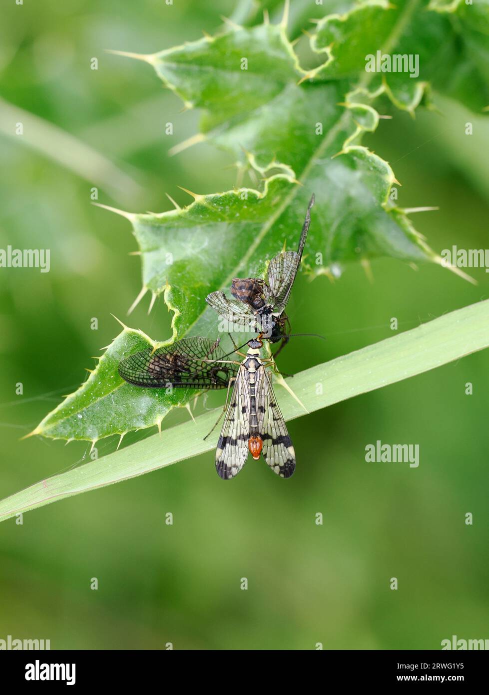 Scorpionfly (Mecoptera species) adult feeding on mayfly, Herefordshire ...