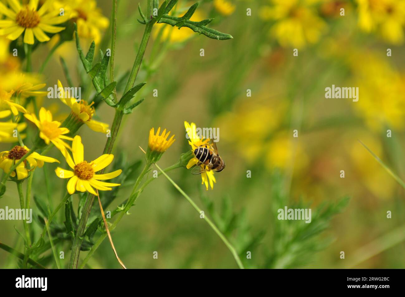 Capture the moment Stock Photo - Alamy