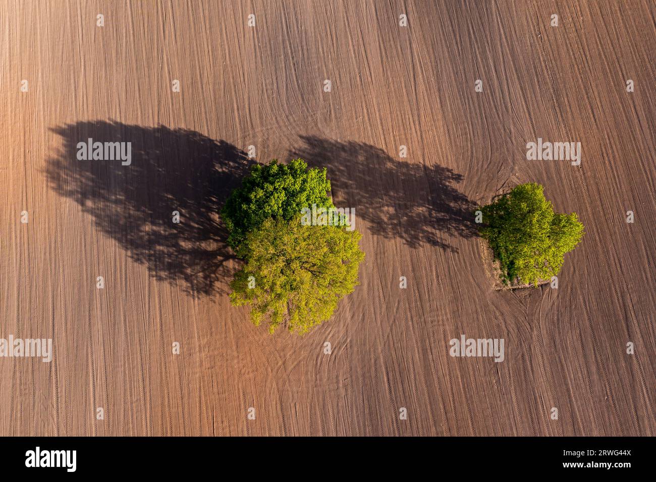 top down aerial view on a two trees in the middle of a cultivated field ...