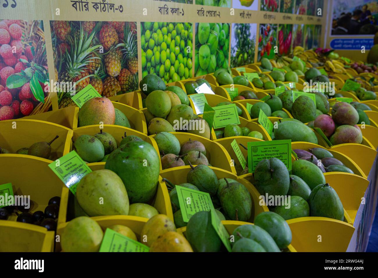 Different types of Fruits on display at the National Fruits Festival organized by ministry of ...