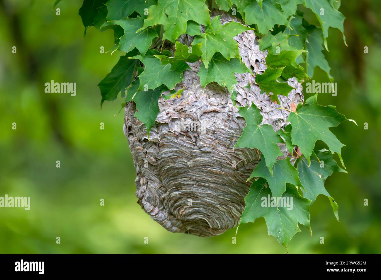 Bald-faced hornet ( Dolichovespula maculata ) Nest on a tree in the park Stock Photo - Alamy