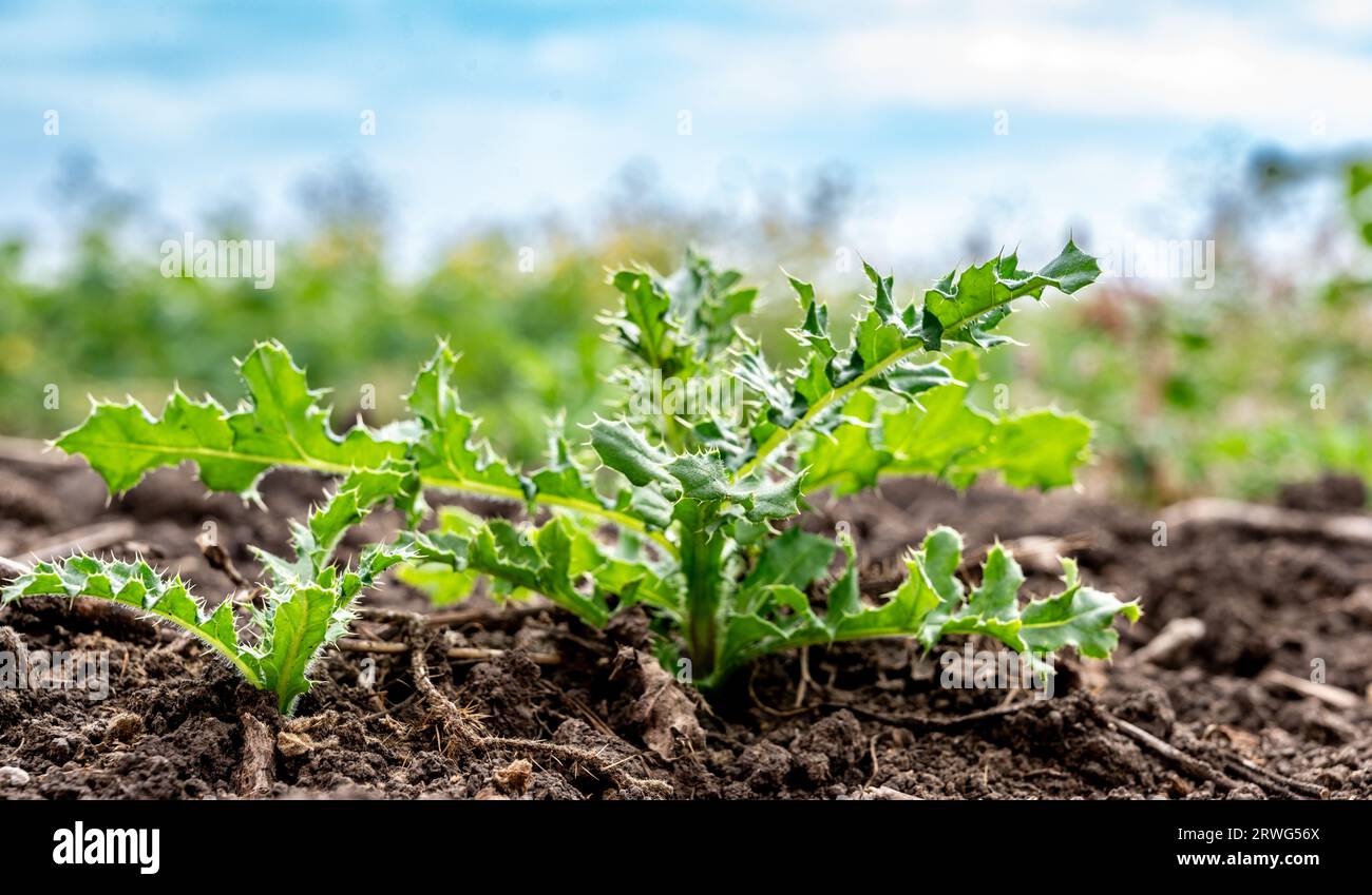 Noxious weed Musk thistle growing in a cultivated field Stock Photo - Alamy
