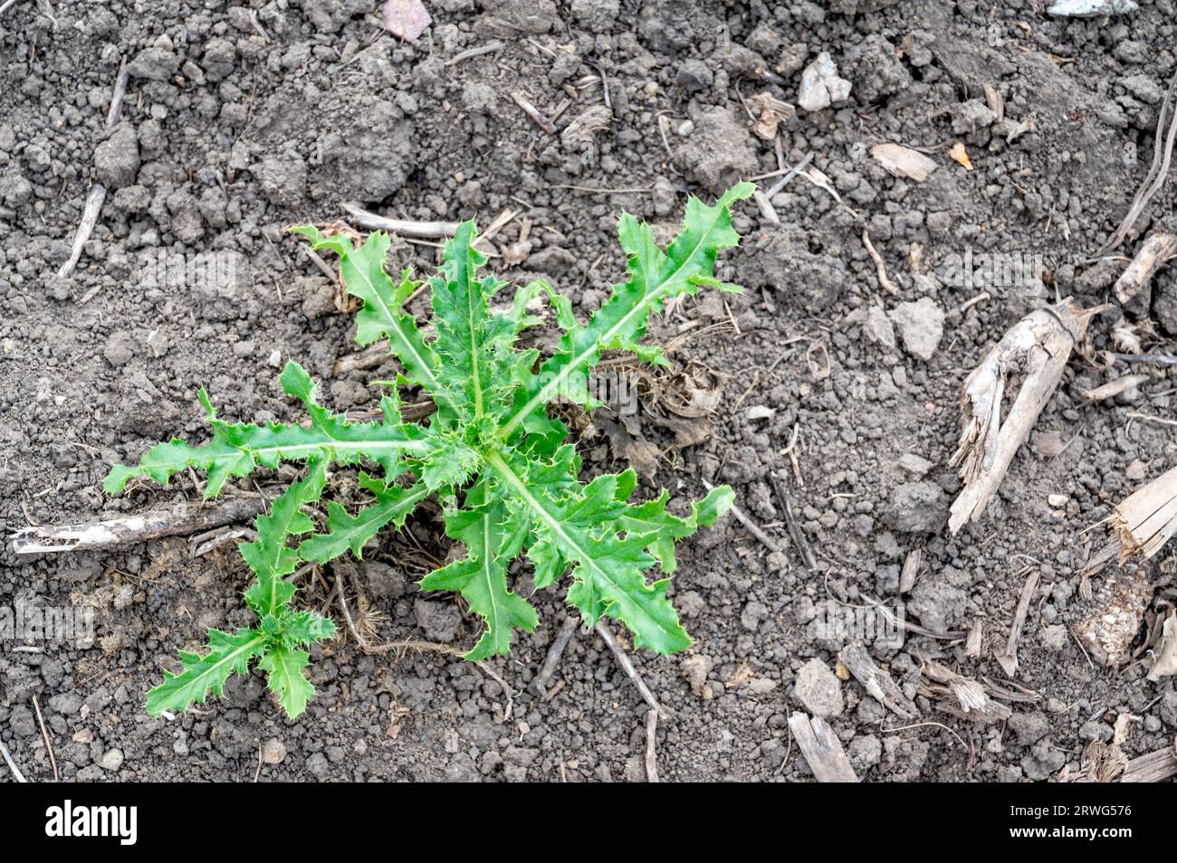 Noxious weed Musk thistle growing in a cultivated field Stock Photo - Alamy