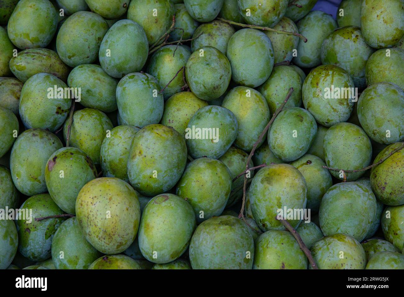 Mangoes on display at national fruits festival organized by ministry of ...
