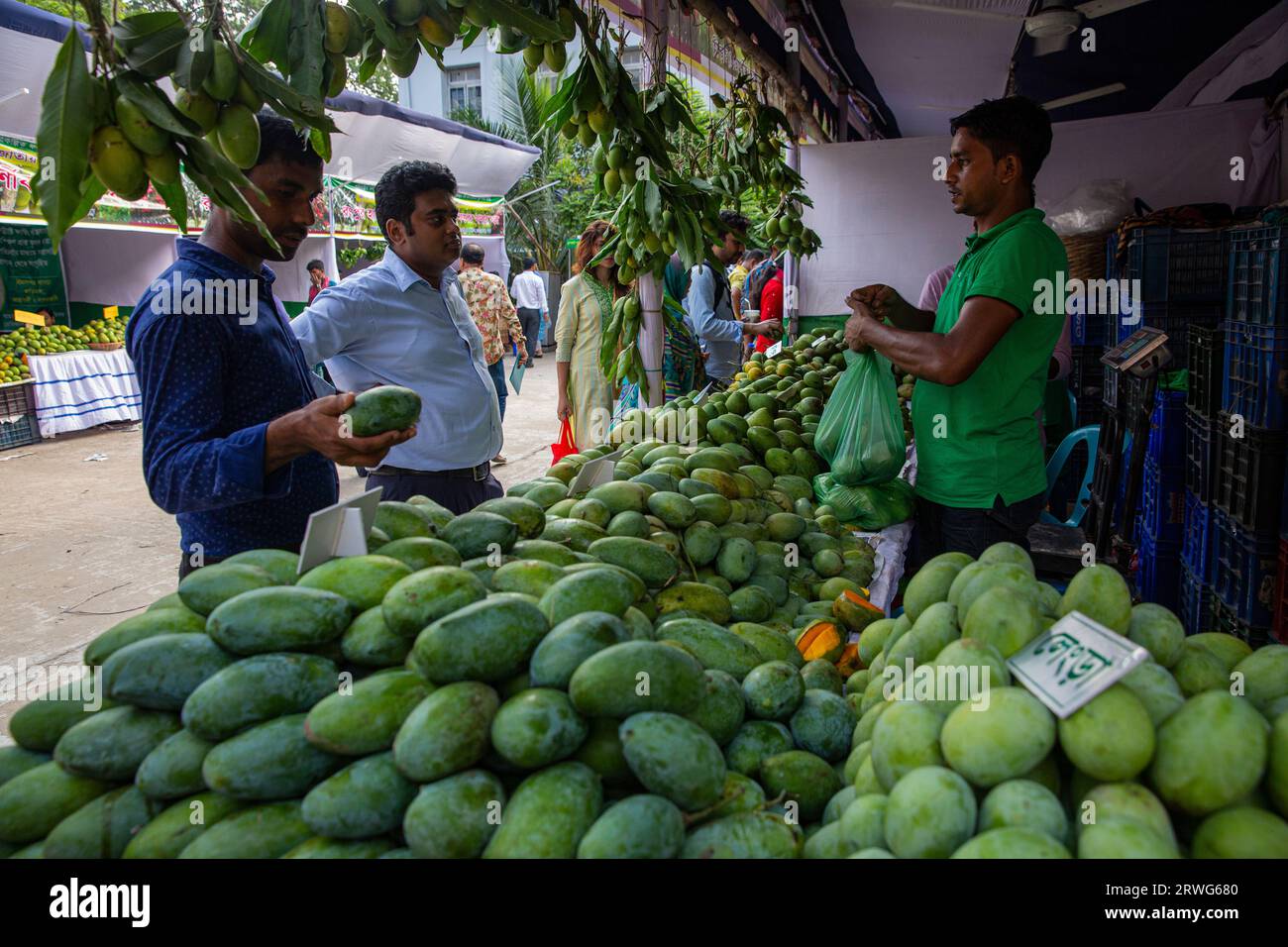 Differnt types of Mangoes on display at the National Fruits Festival ...