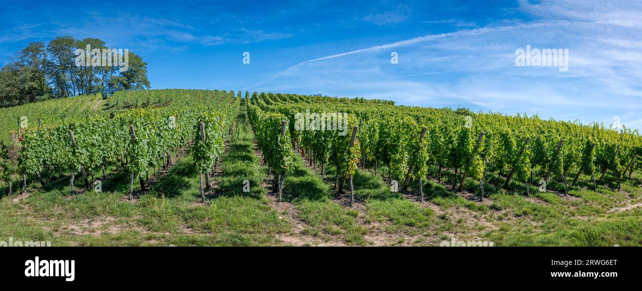 Alsatian Vineyard. Panoramic view of vine fields along the wine route ...
