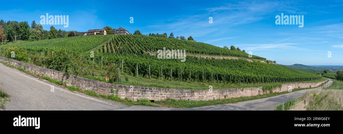 Alsatian Vineyard. View of a vine field on the top of the hill and the ...