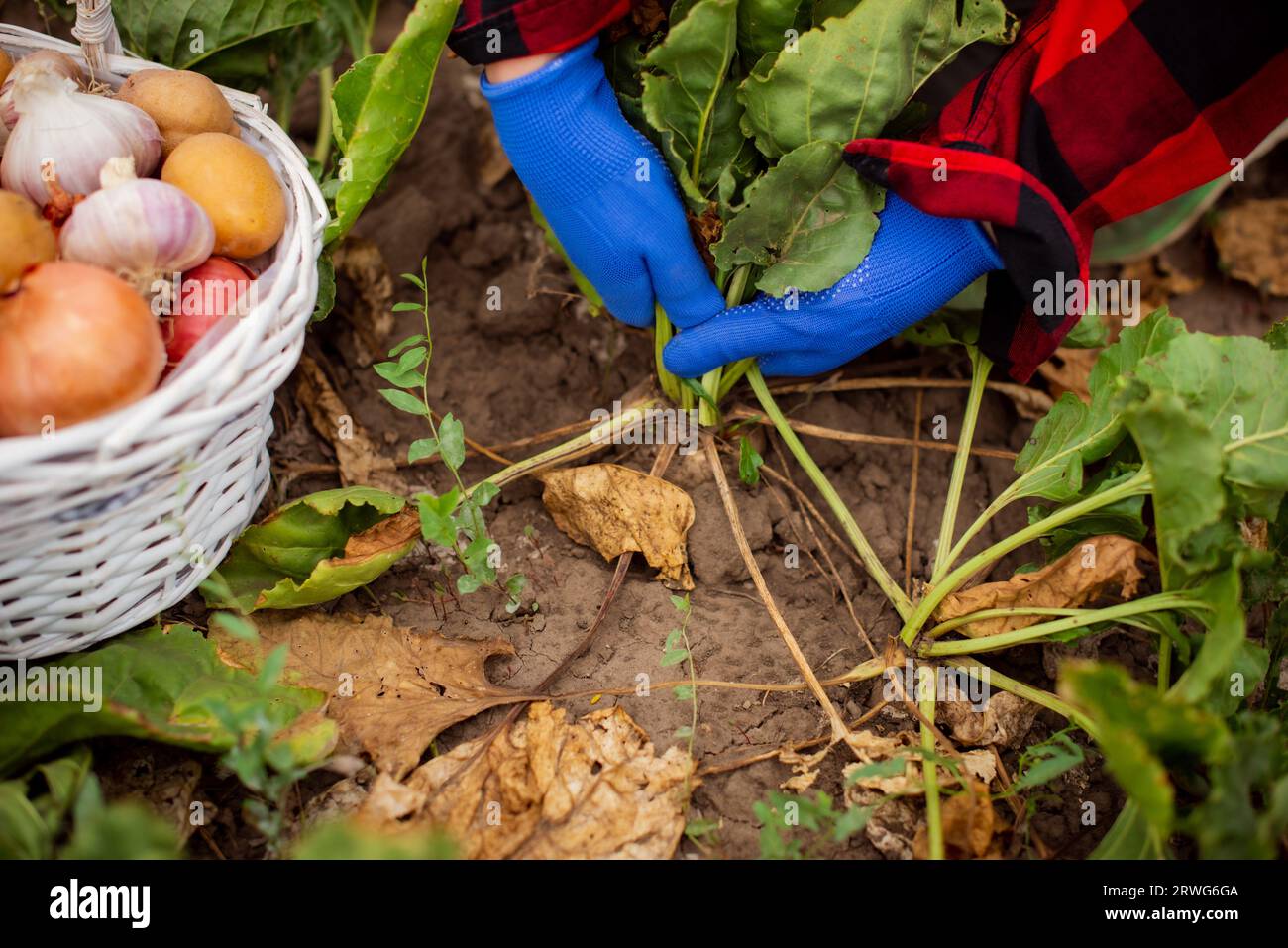 Pull out bed hi-res stock photography and images - Alamy