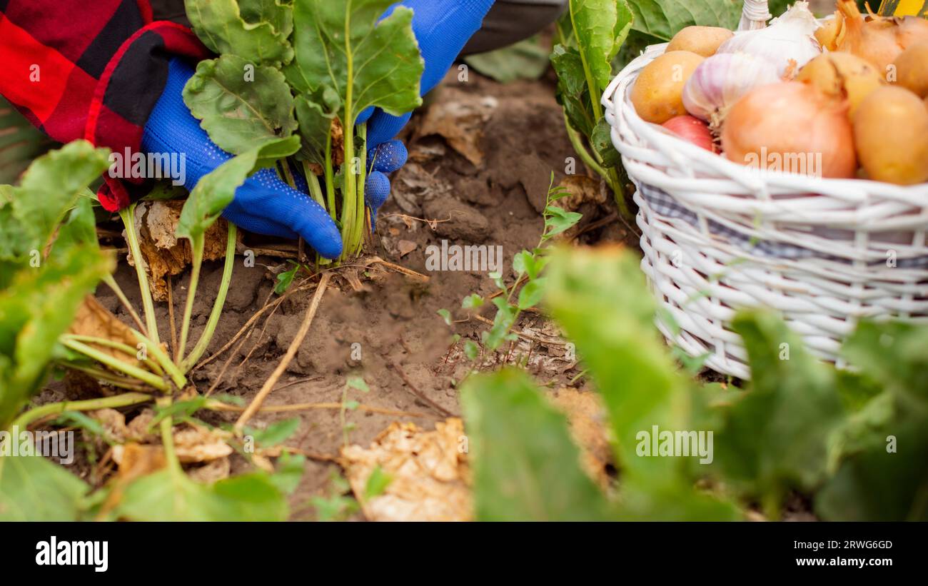 Hands of woman farmer pulling beets out of soil. Harvesting beets in ...