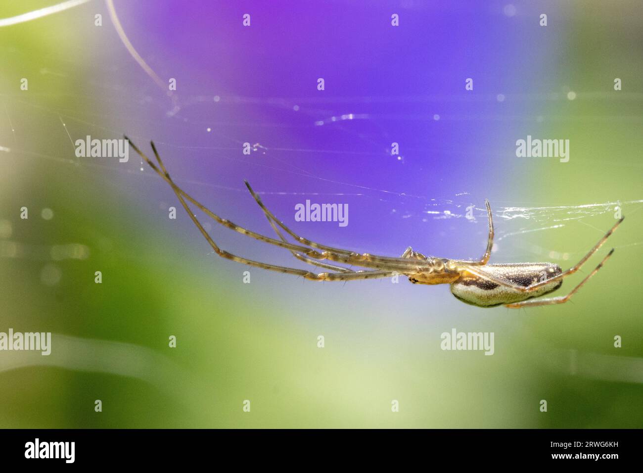 Isolated image of a common stretch spider (Tetragnatha extensa) hanging ...
