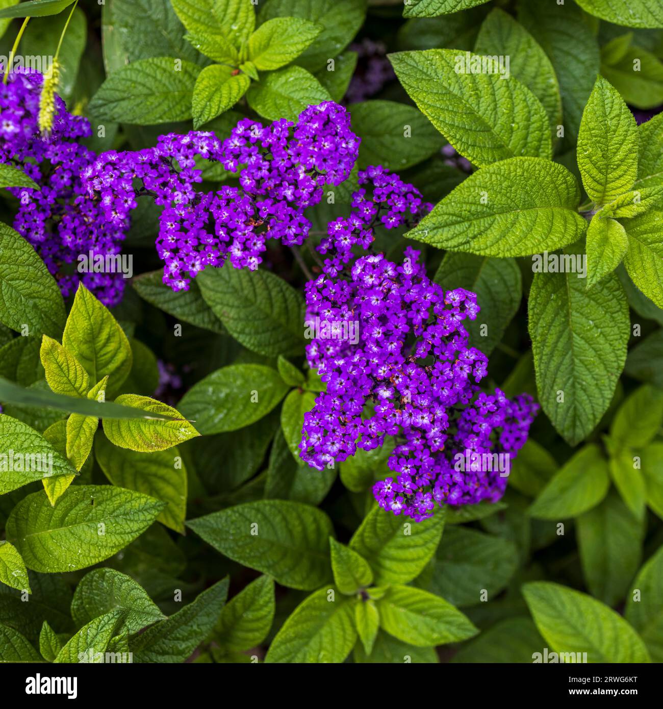 Heliotropium arborescens hi-res stock photography and images - Alamy