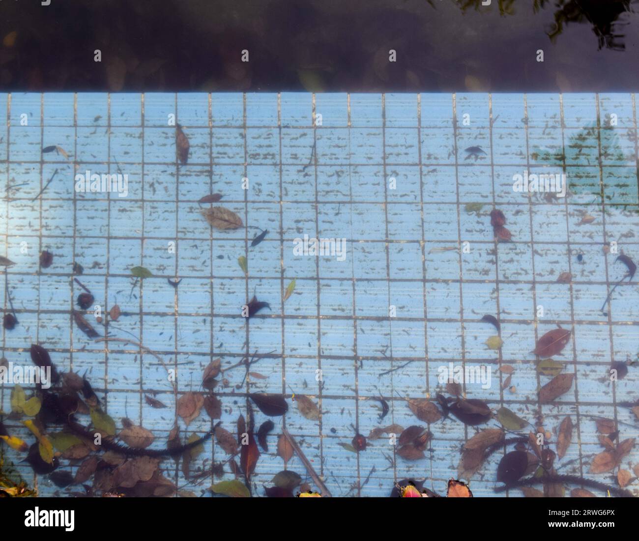Leaves at the bottom of the pool Stock Photo - Alamy