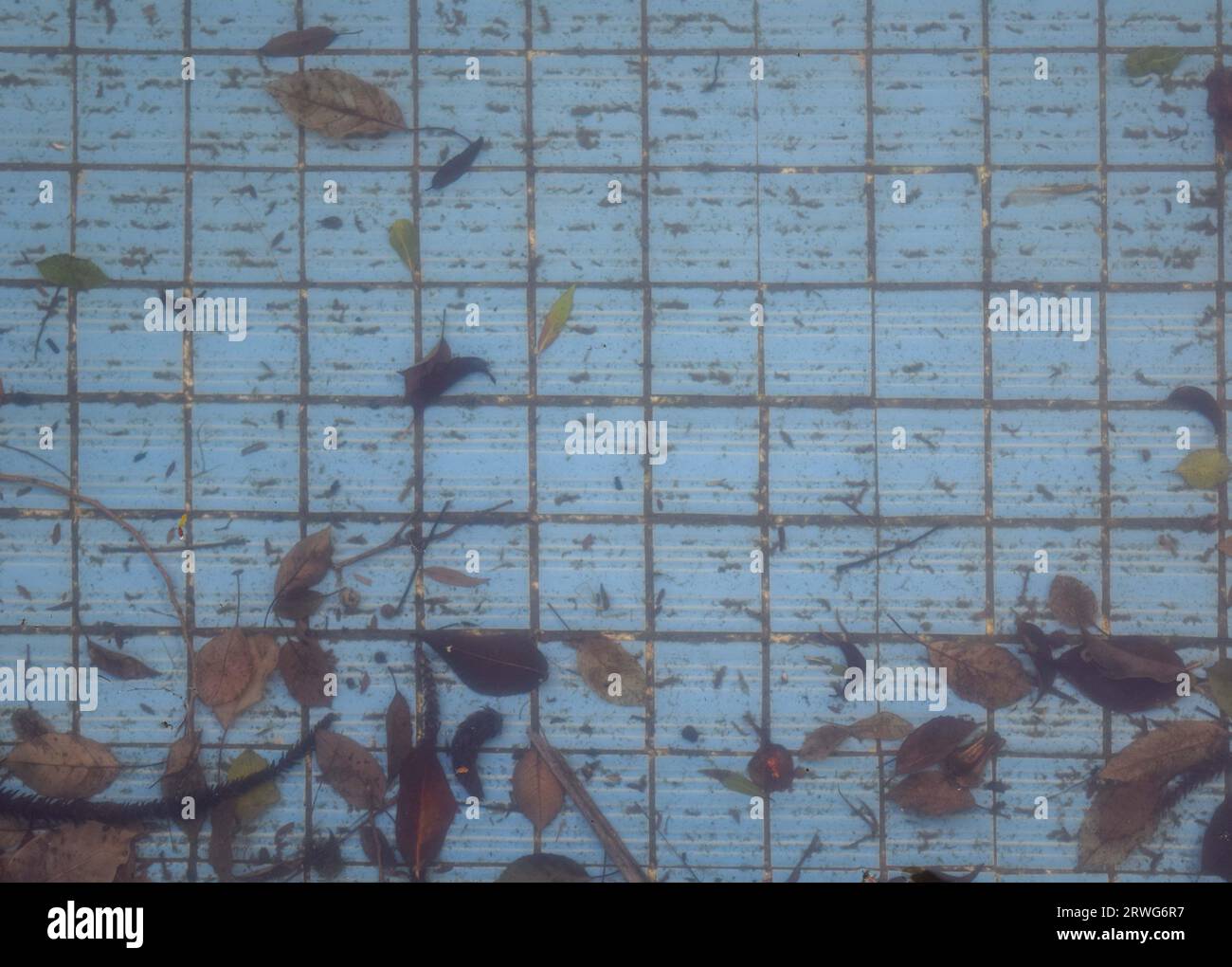 Leaves at the bottom of the pool Stock Photo - Alamy