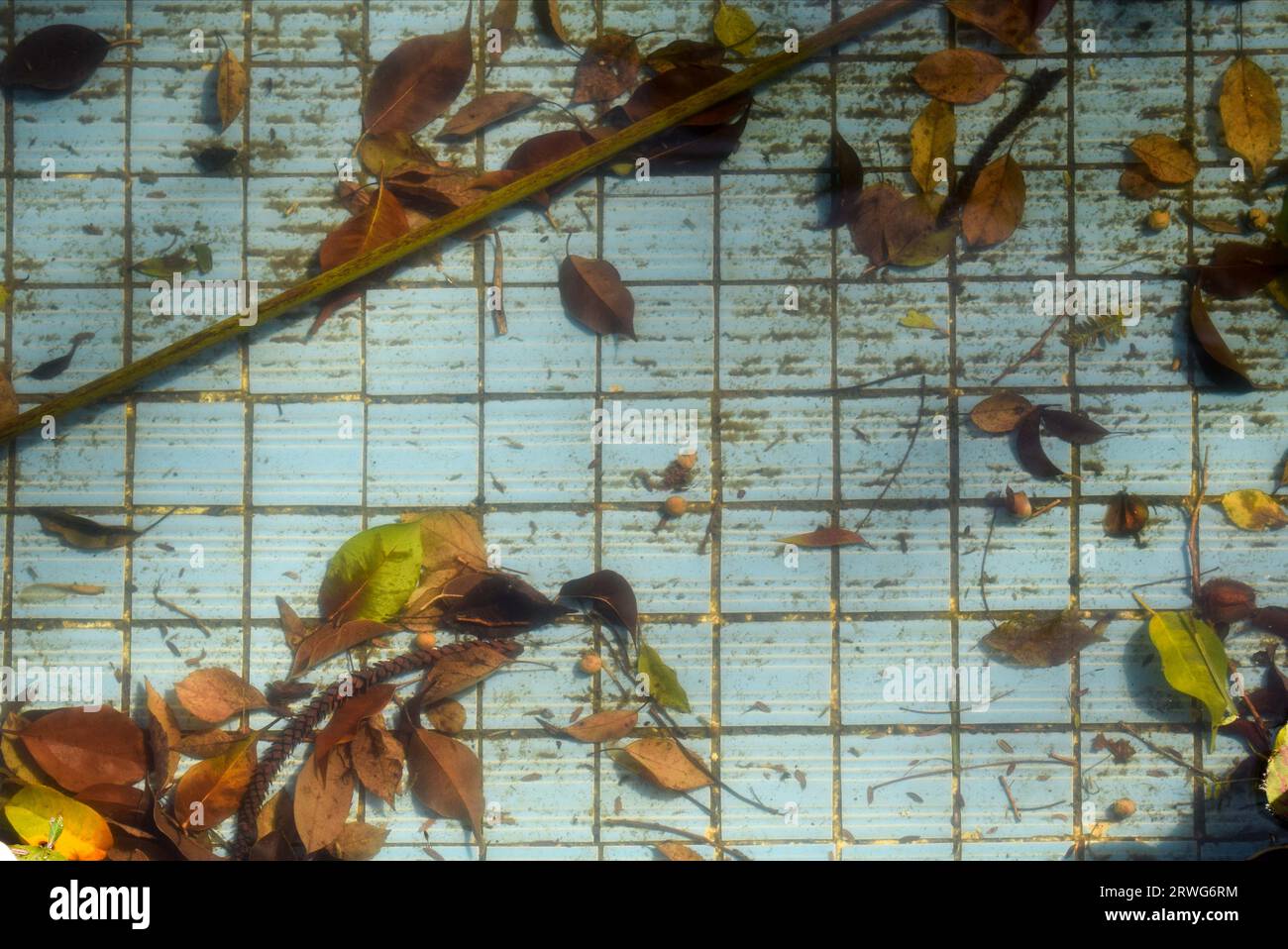 Leaves at the bottom of the pool Stock Photo - Alamy