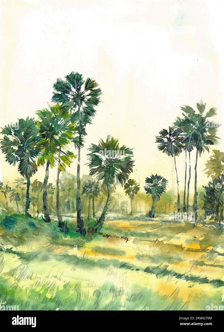 Sugar Palm Land Hand drawn Paper Scan Watercolor Painting Stock Artist ...