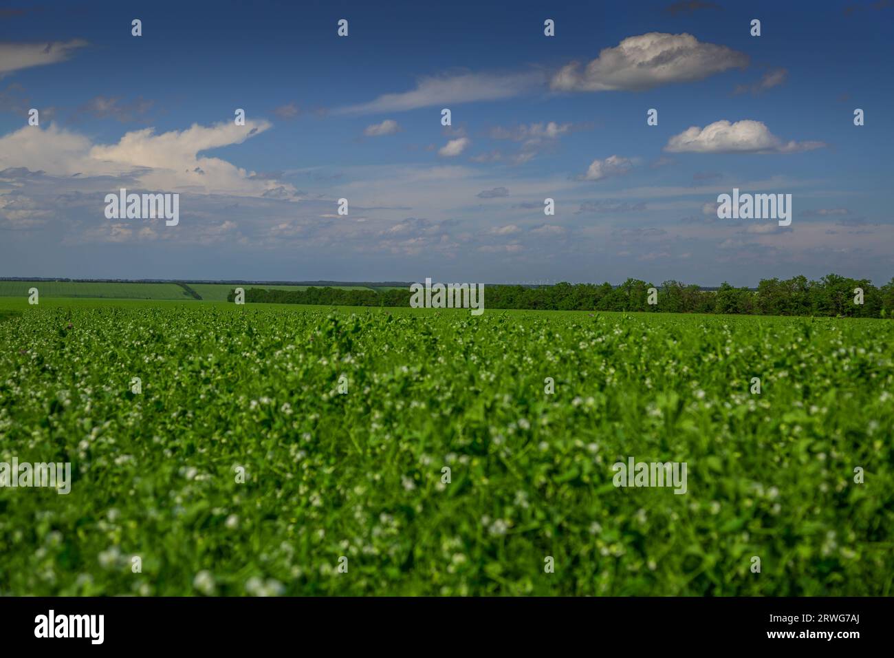 pea plants during flowering with white petals, an agricultural field ...