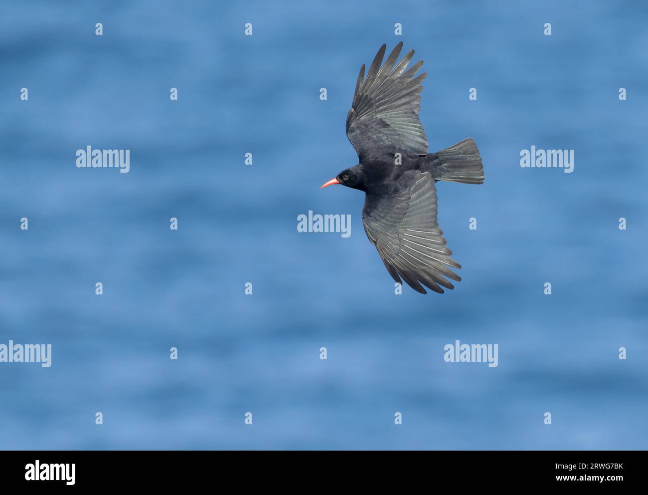 Cornish crow hi-res stock photography and images - Alamy