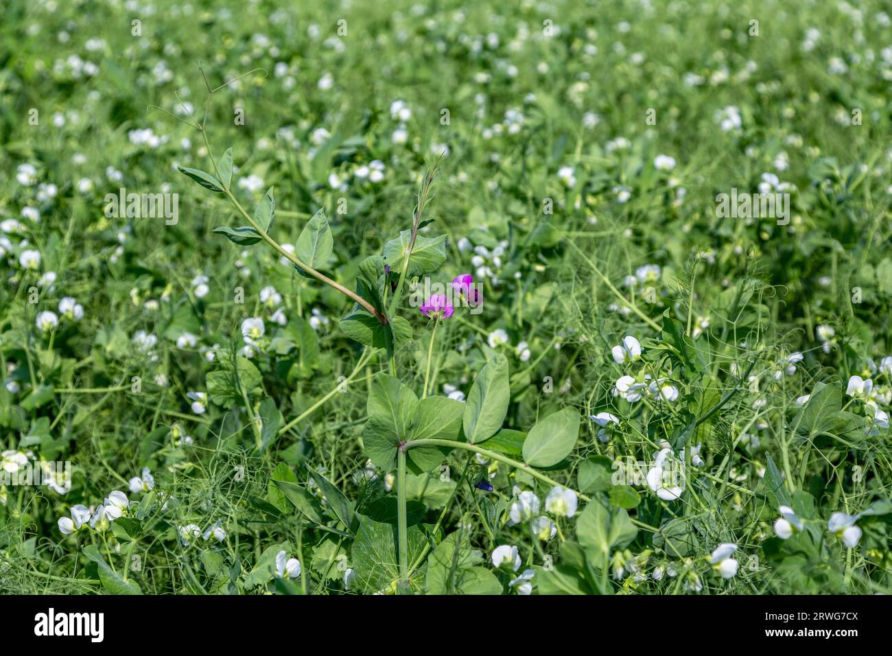 pea plants during flowering with white petals, an agricultural field ...