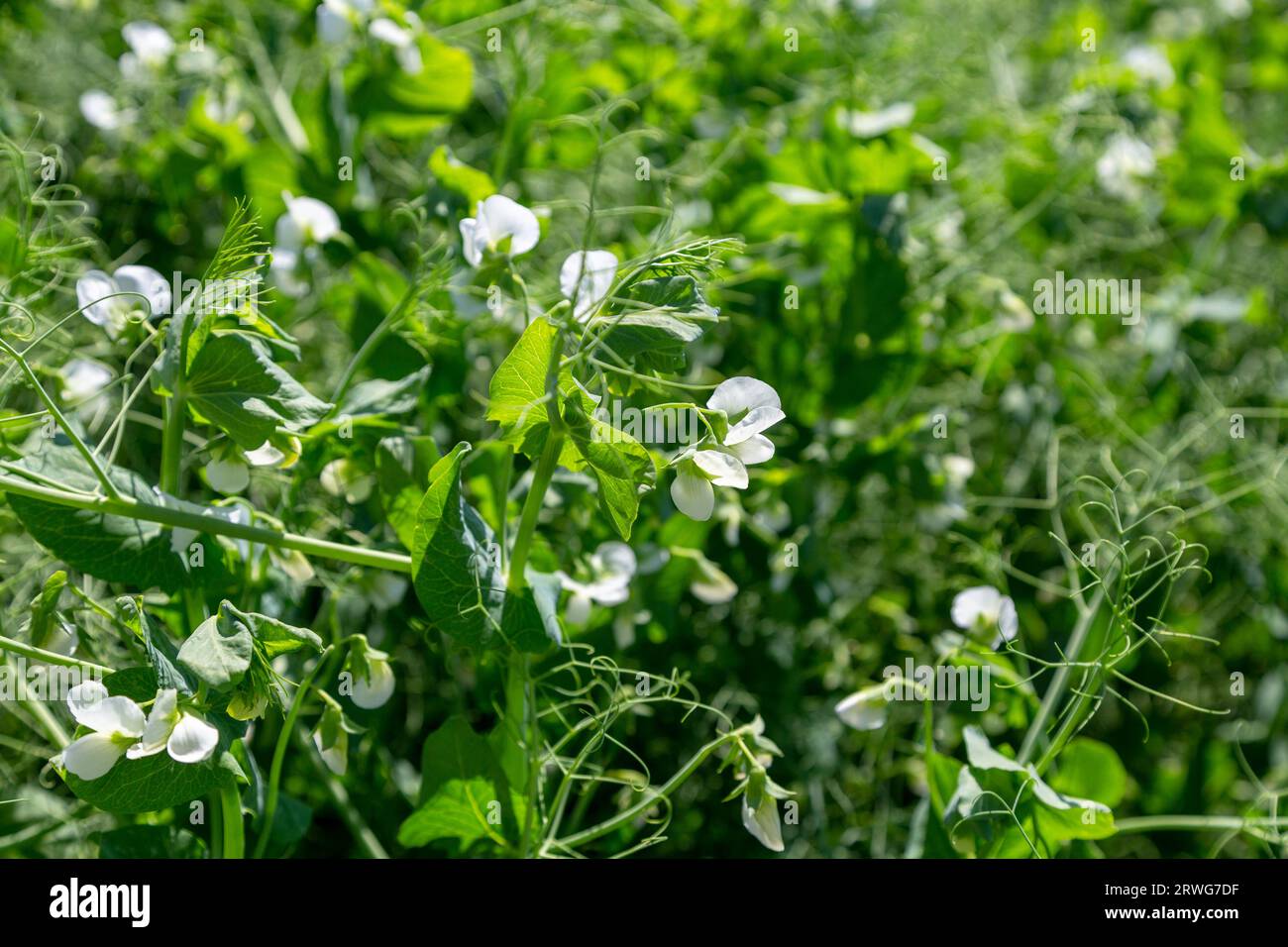pea plants during flowering with white petals, an agricultural field ...