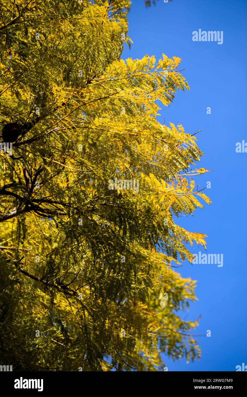 Jacaranda Tree Yellow Leaves