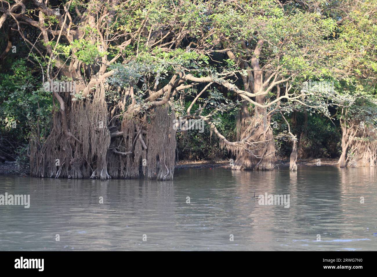 Beautiful Mangrove swamp photos Stock Photo - Alamy