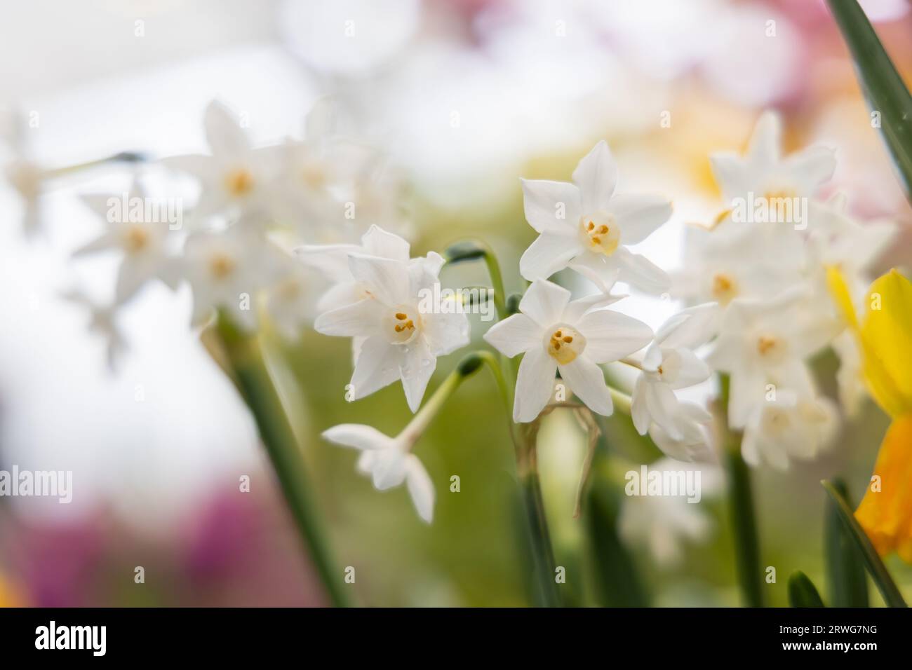 Paperwhite ziva bulb hi-res stock photography and images - Alamy