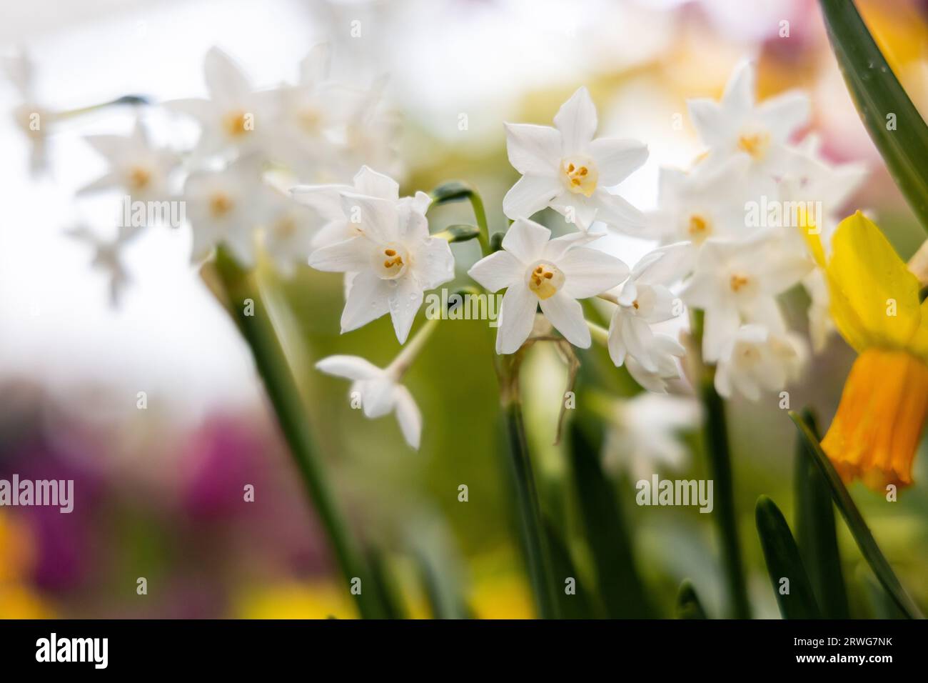 Paperwhite ziva bulb hi-res stock photography and images - Alamy