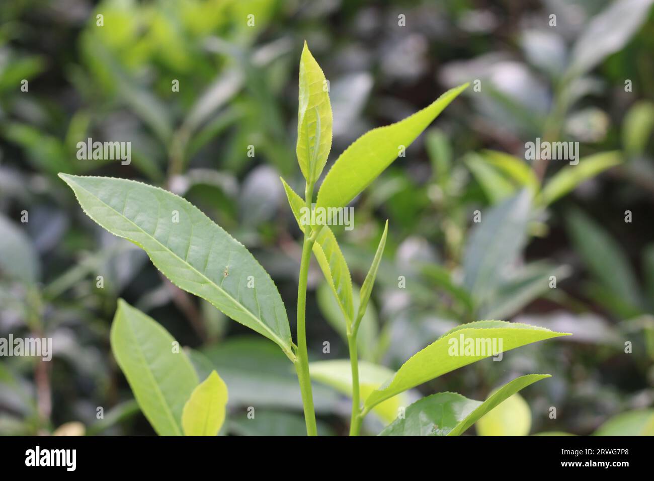 Beautiful Tea leaf garden images Stock Photo - Alamy