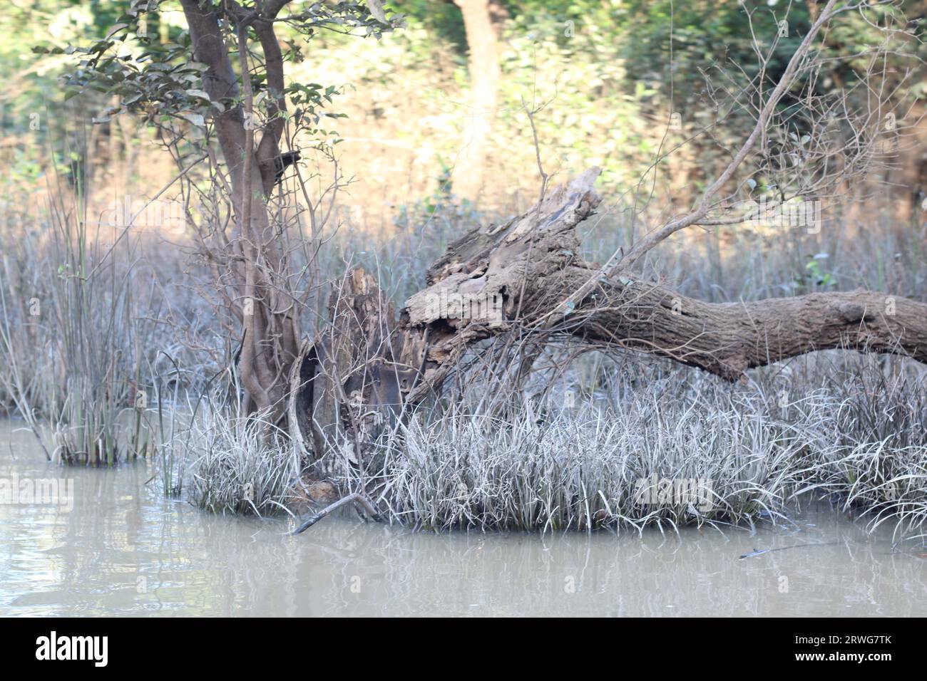 Breaking tree hi-res stock photography and images - Alamy