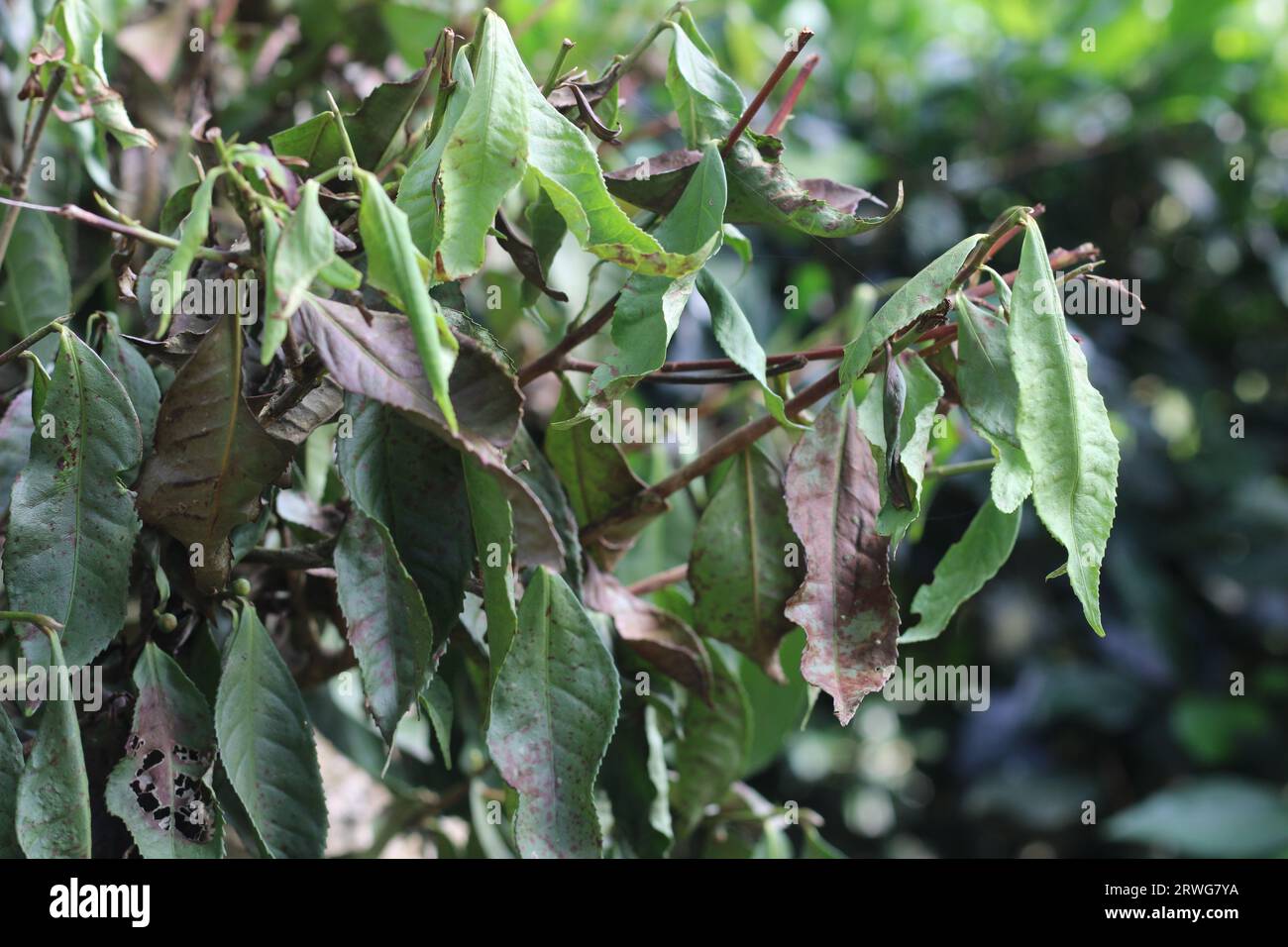 Dead green tea leaves in the garden Stock Photo - Alamy
