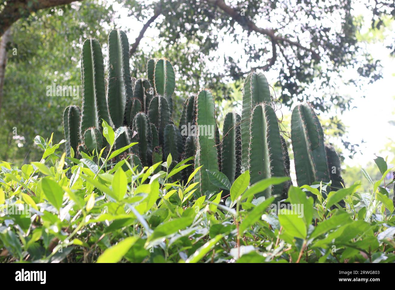 Different Size of Cactus In The Garden Stock Photo - Alamy