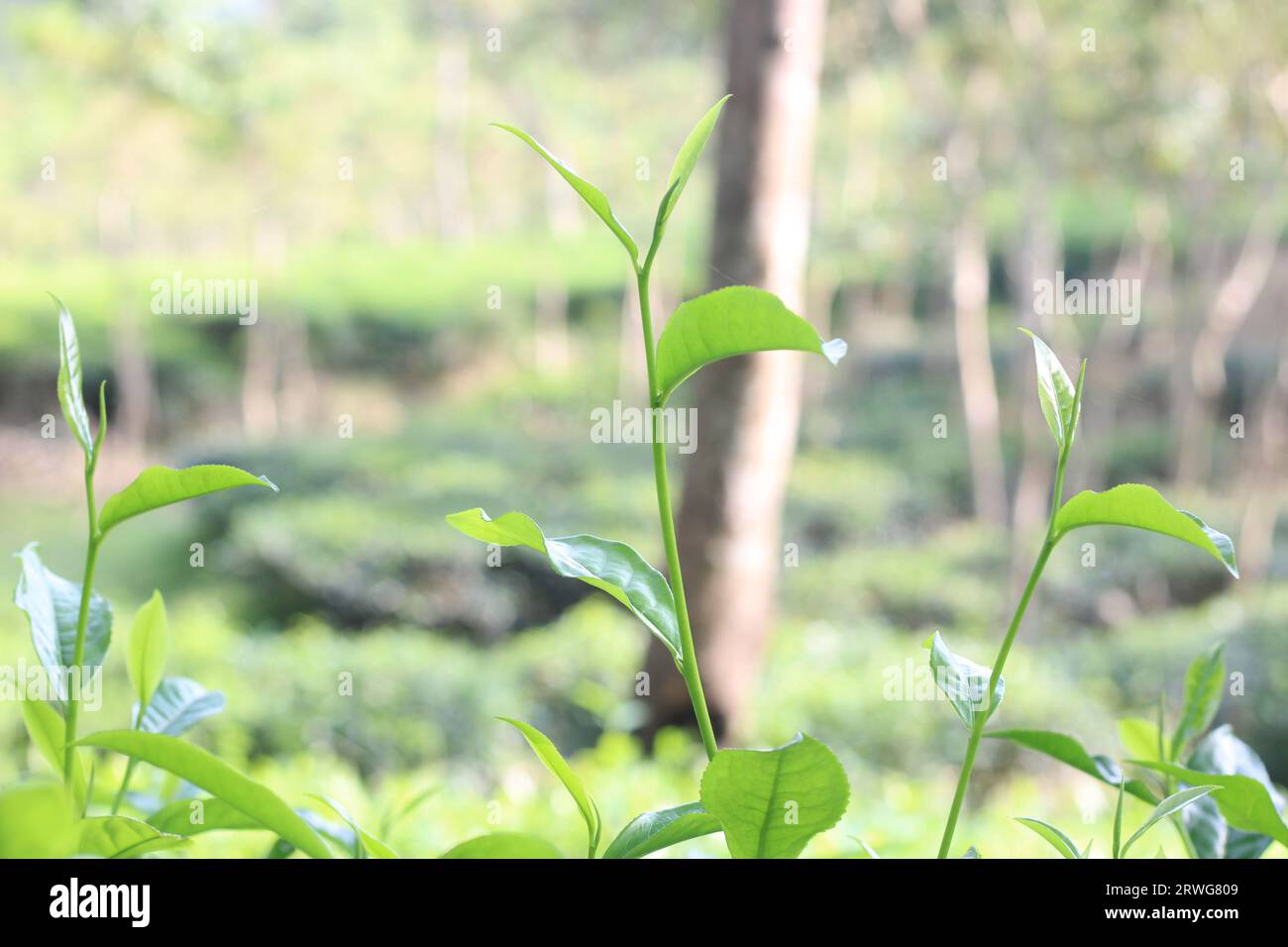 Tea fresh leaves summer hi-res stock photography and images - Alamy
