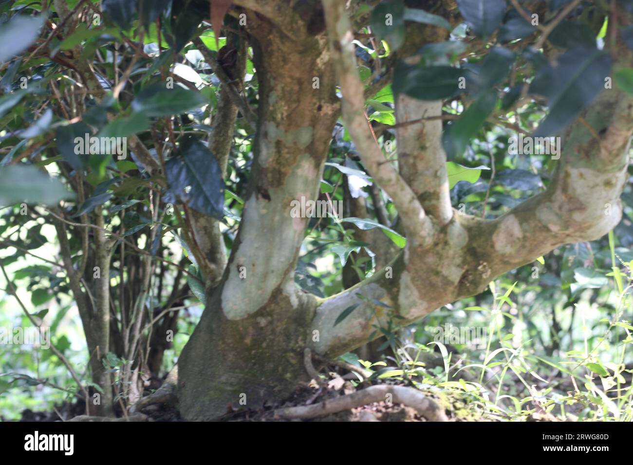 Diseases of tea plants, fungus on tea plants Stock Photo - Alamy