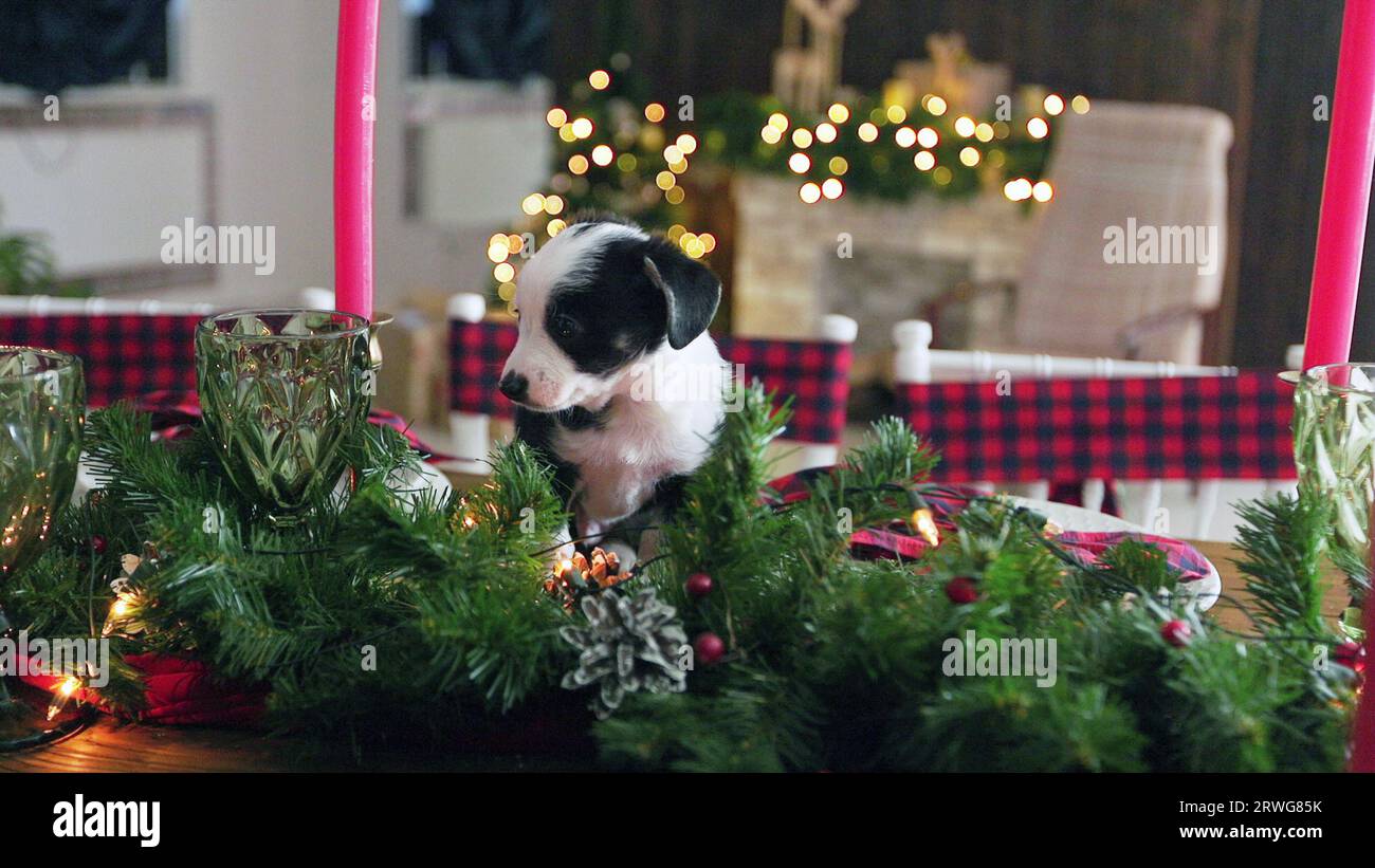 Christmas dogs collection, Merry Christmas illustrations of cute pets ...