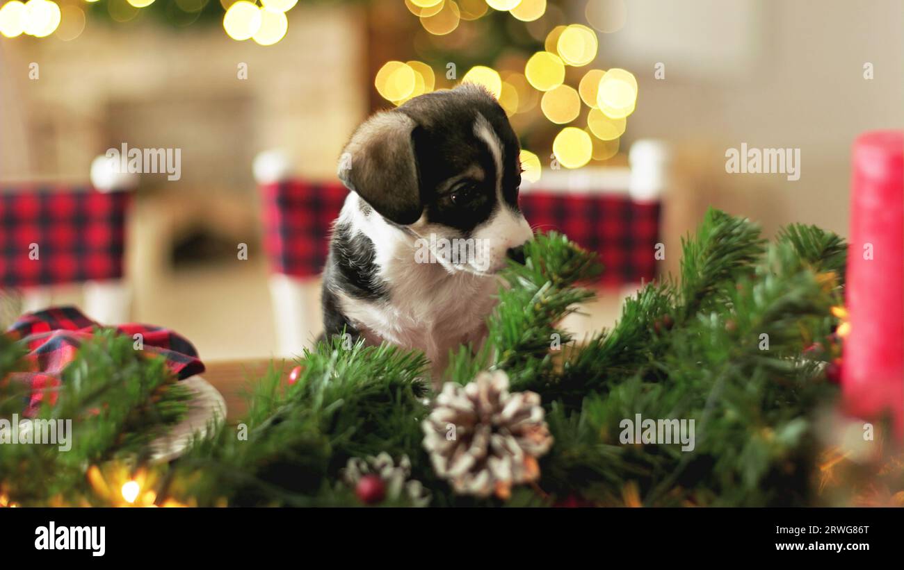 Christmas dogs collection, Merry Christmas illustrations of cute pets ...