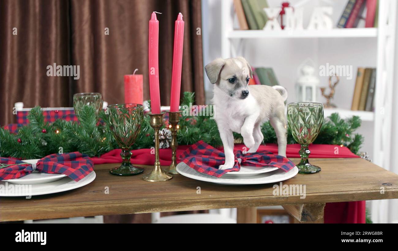 Christmas dogs collection, Merry Christmas illustrations of cute pets ...