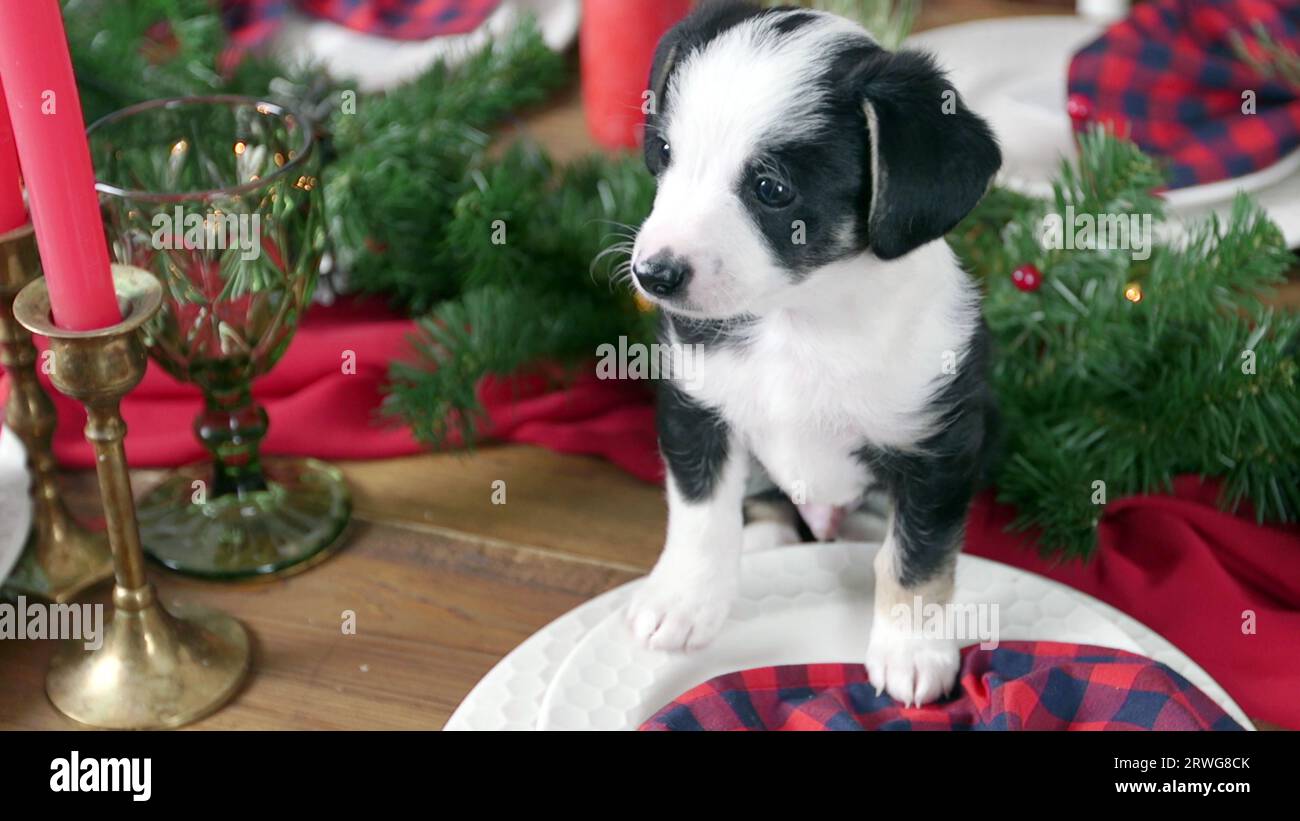 Christmas dogs collection, Merry Christmas illustrations of cute pets ...