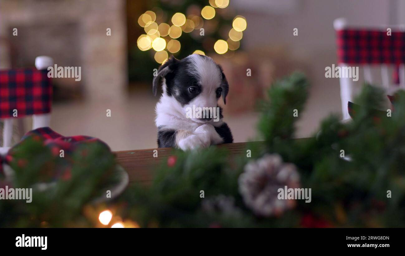 Christmas dogs collection, Merry Christmas illustrations of cute pets ...