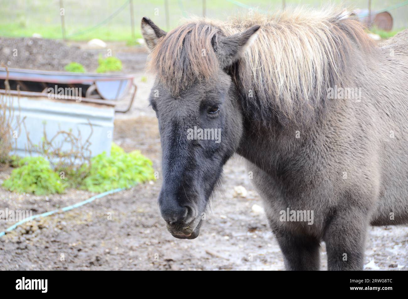 Wisconsin farm animals hi-res stock photography and images - Alamy