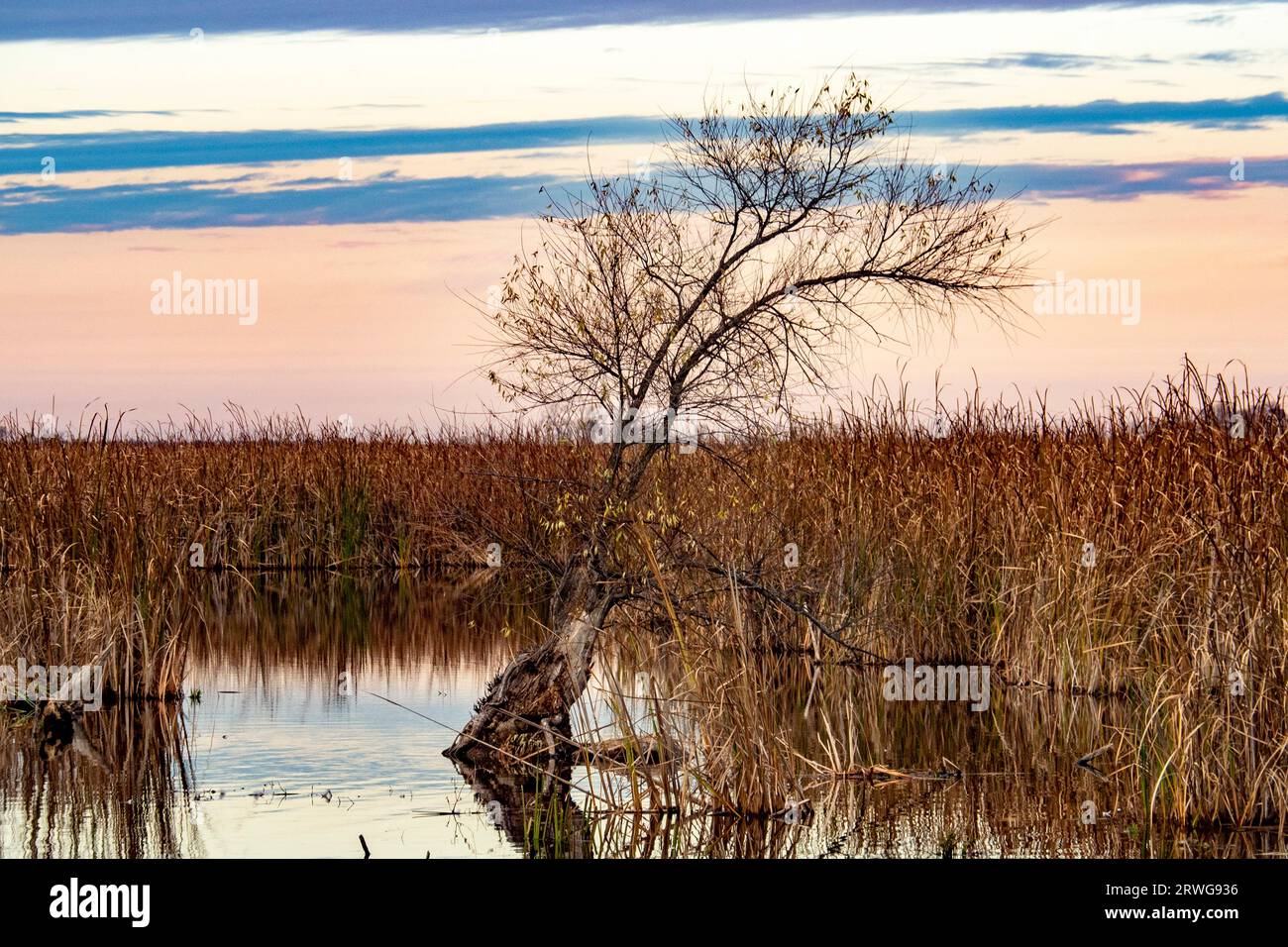 Wetland preservation efforts hi-res stock photography and images - Alamy