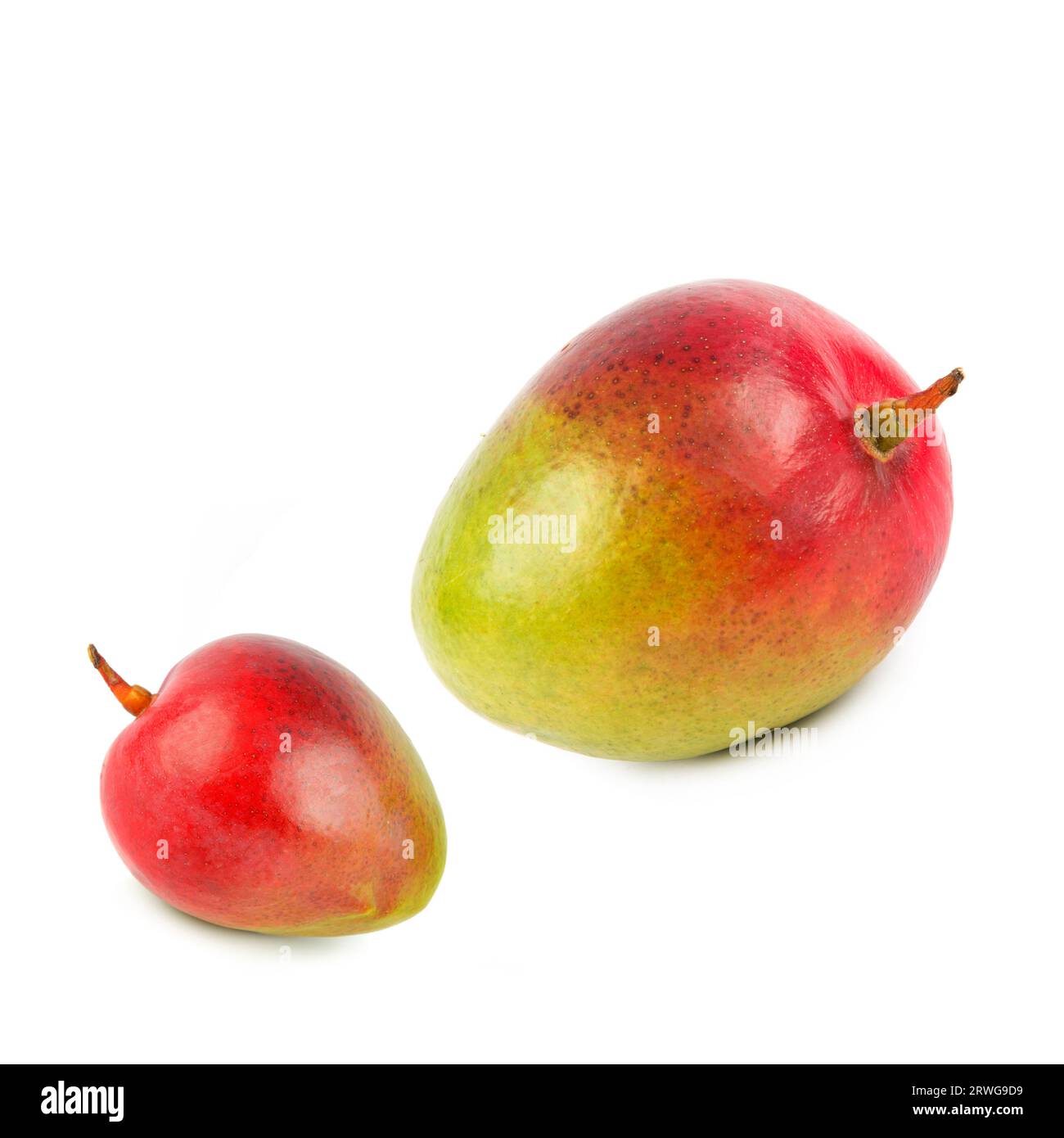 Mango fruit isolated on white background. Collage. Free space for text ...
